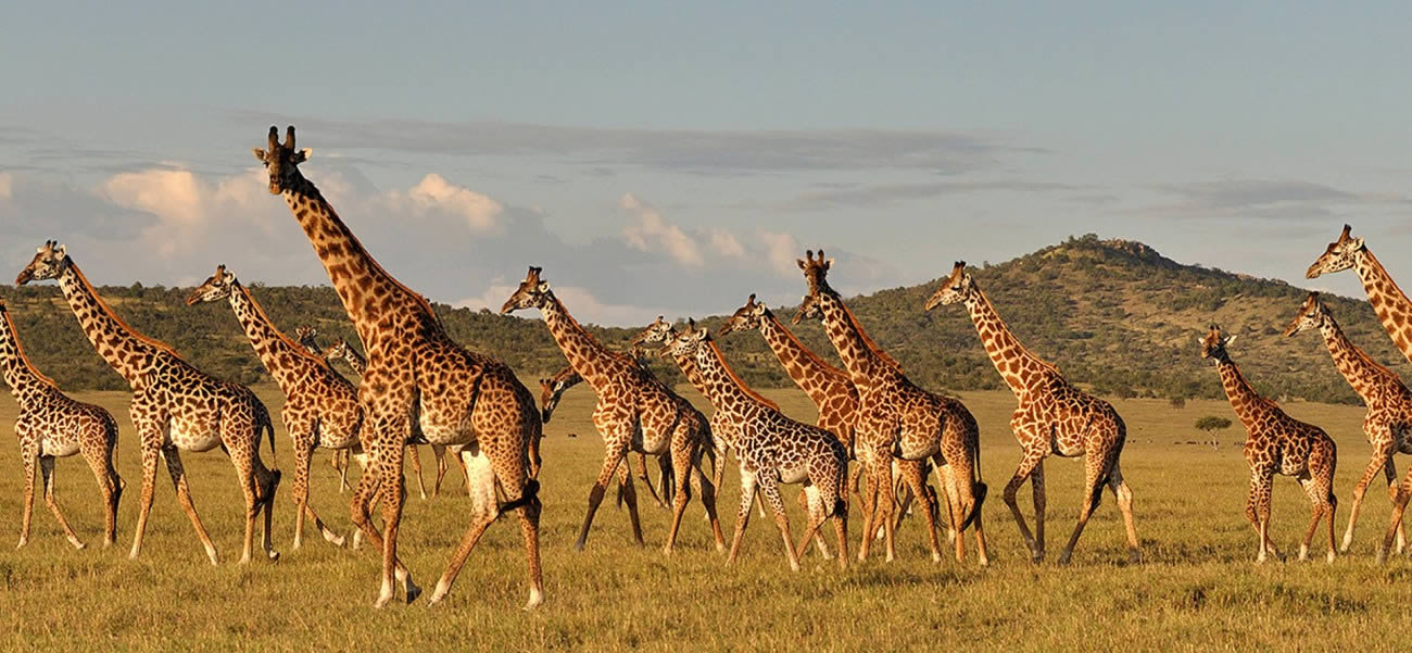 JungleRoam Safaris | Kenya Budget Camping & Lodge Tours